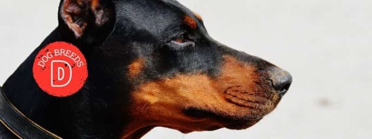 A-Z Alphabetical List of Dog Breeds