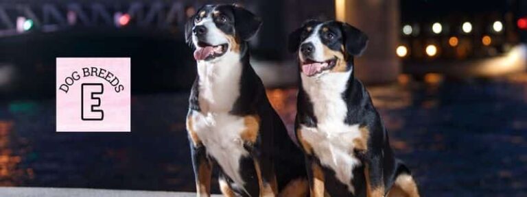 A-Z Alphabetical List of Dog Breeds