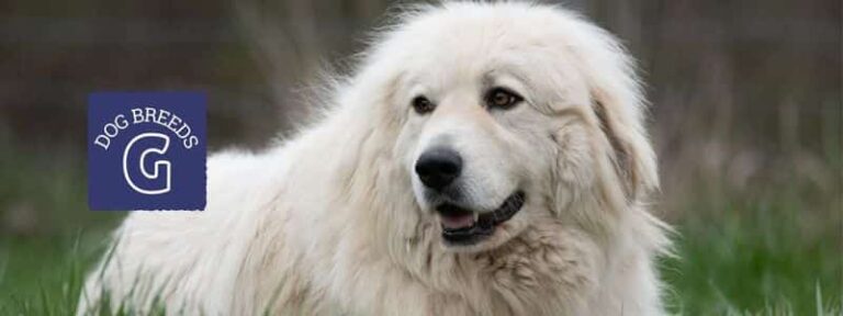 A-Z Alphabetical List of Dog Breeds