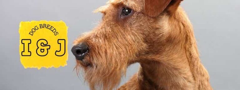 A-Z Alphabetical List of Dog Breeds