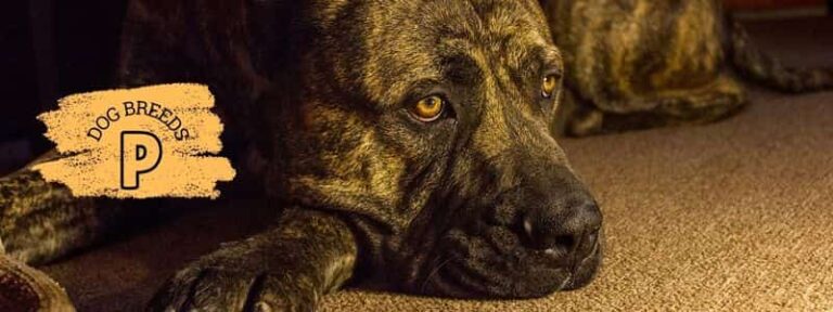 A-Z Alphabetical List of Dog Breeds