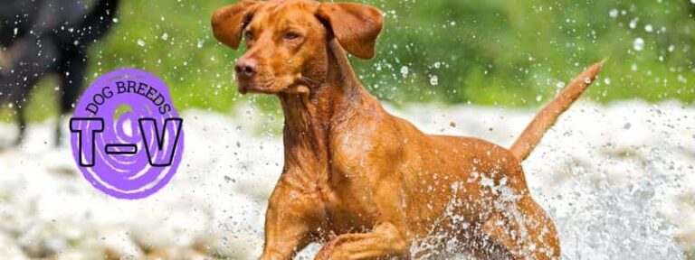 A-Z Alphabetical List of Dog Breeds