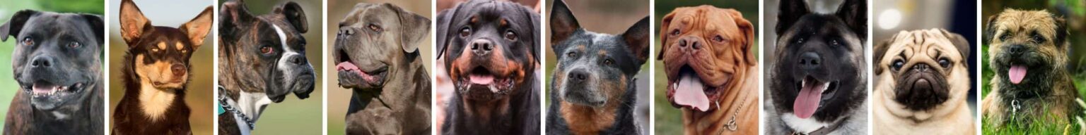 Ultimate Dog Breed Identification Quiz